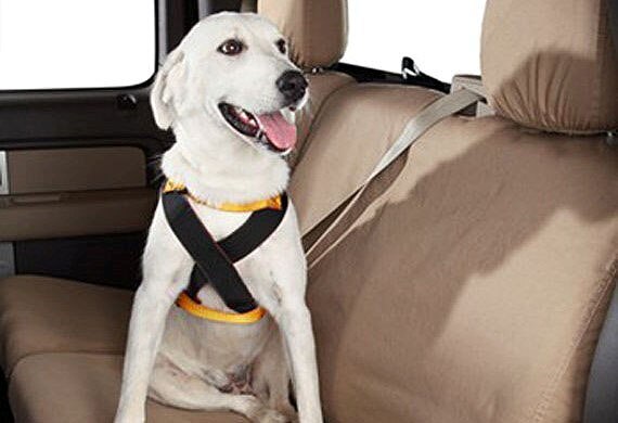 10 Car Safety Items for Your Pet | PetMD