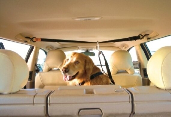10 Car Safety Items for Your Pet | PetMD
