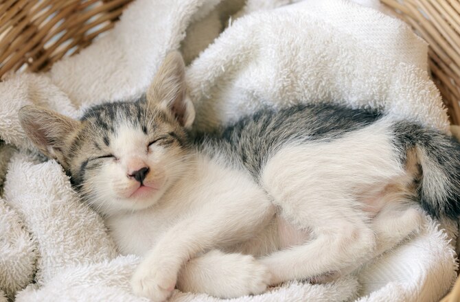 7 Common Cat Allergies | PetMD