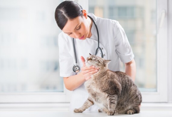 Cat Birthing Basics - Delivering Kittens Safely | PetMD