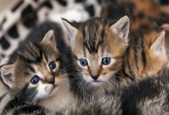 Cat Birthing Basics - Delivering Kittens Safely | PetMD