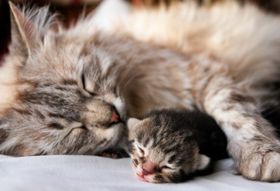 Cat Birthing Basics - Delivering Kittens Safely | PetMD