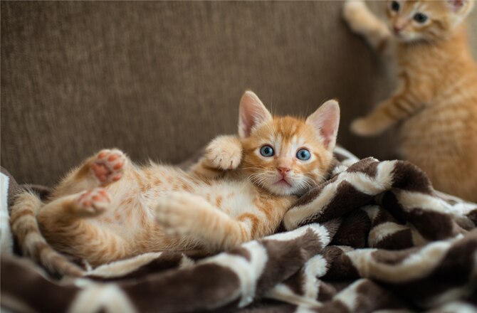 8 Common Ear Problems in Cats | PetMD