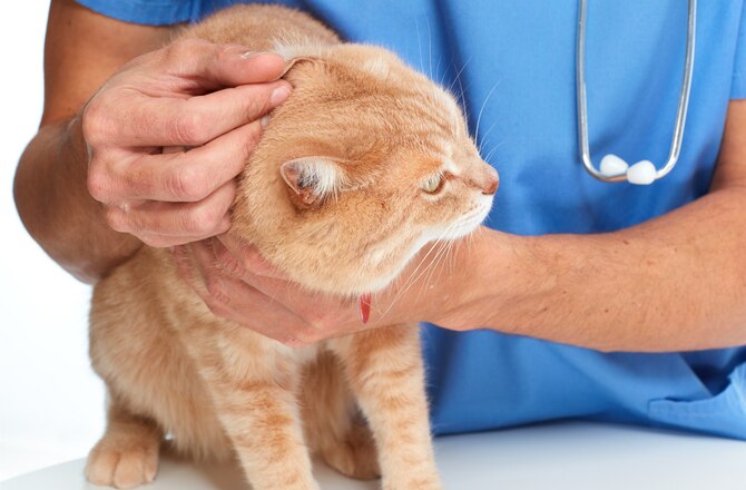 8 Common Ear Problems in Cats | PetMD