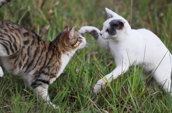 8 Common Ear Problems in Cats | PetMD