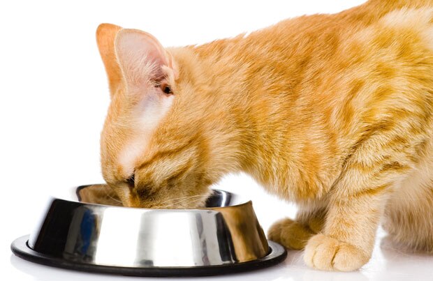 Why Fat is Good for Your Cat | PetMD