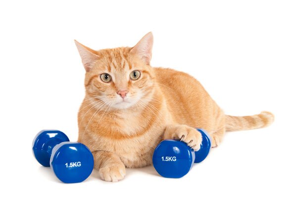 Cat Dieting: How to Help Your Cat Lose Weight | PetMD