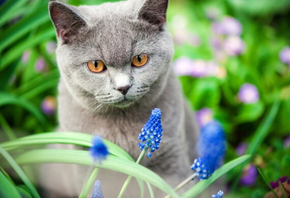 How to Read Cat Food Label | Choosing Best Cat Food & Ingredients | PetMD