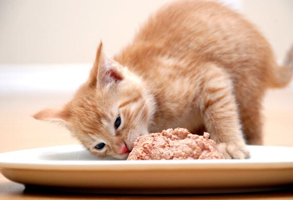 How to Read Cat Food Label | Choosing Best Cat Food & Ingredients | PetMD