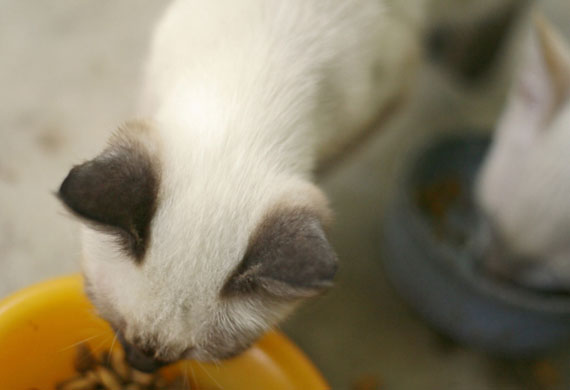 How to Read Cat Food Label | Choosing Best Cat Food & Ingredients | PetMD