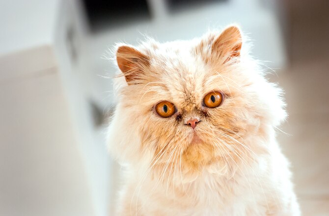 7 Common Genetic Disorders in Cats | PetMD