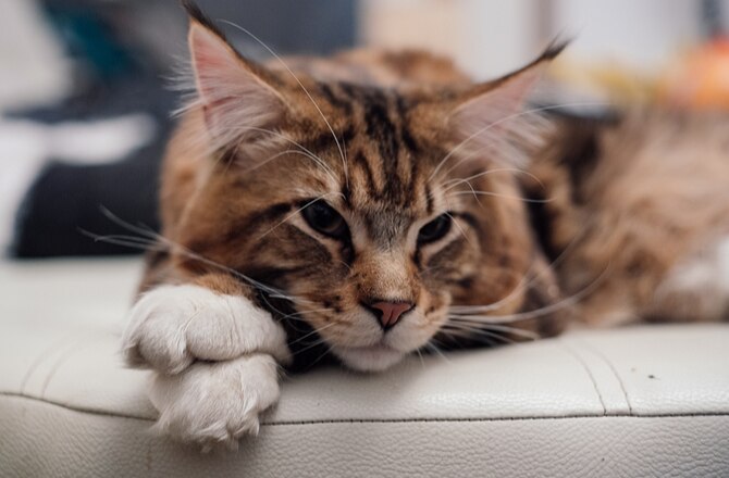 7 Common Genetic Disorders in Cats | PetMD