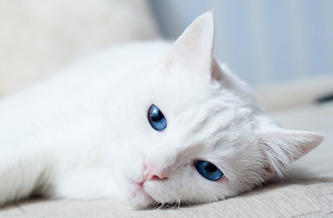 7 Common Genetic Disorders in Cats | PetMD