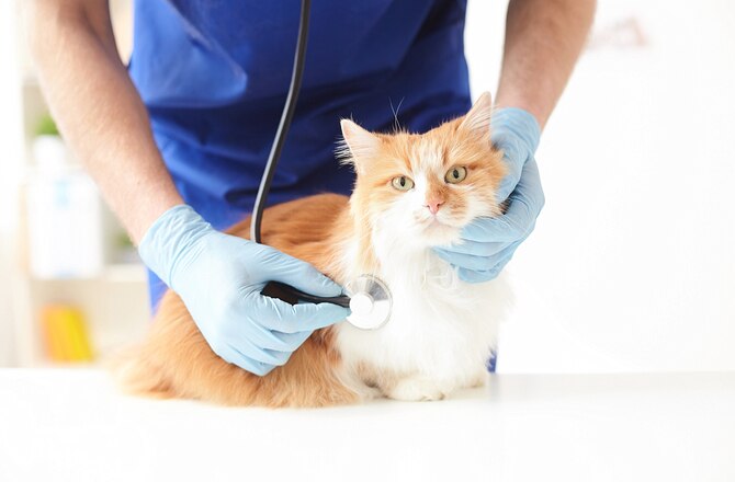 7 Common Genetic Disorders in Cats | PetMD