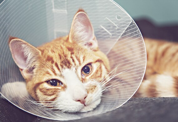 20 Spring Dangers That Can Affect Your Pet | PetMD
