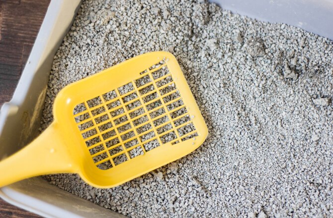 8 Weird Cat Litter Box Habits | PetMD