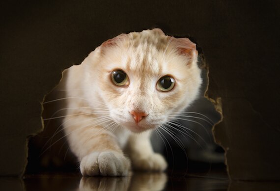 20 Spring Dangers That Can Affect Your Pet | PetMD