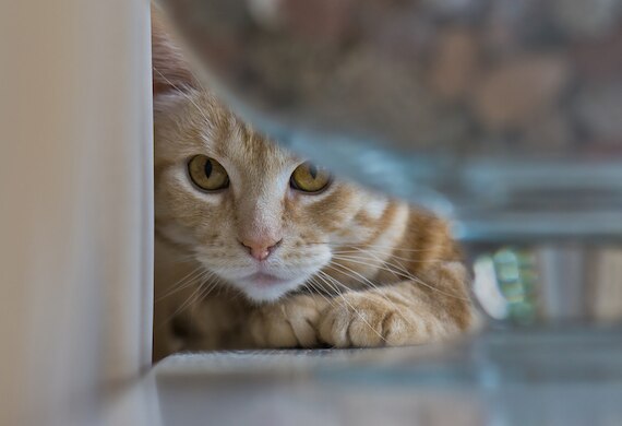 20 Spring Dangers That Can Affect Your Pet | PetMD