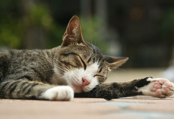 7 Signs of Arthritis in Cats | PetMD