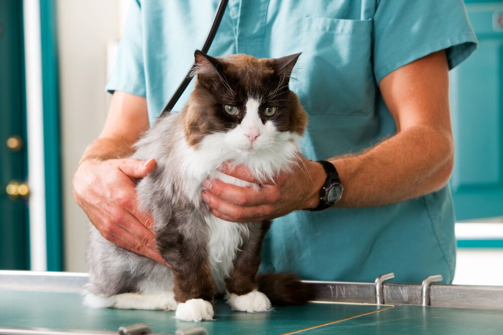 Foot/Toe Cancer in Cats | PetMD