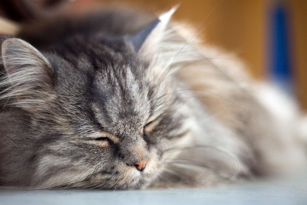 Ear Cancer in Cats | PetMD