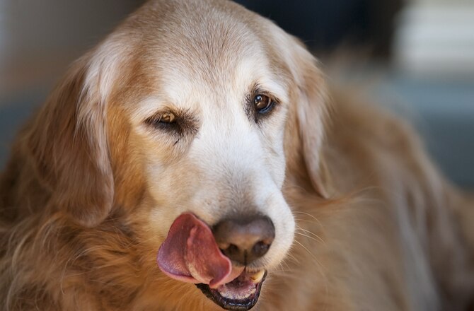 6 Common Mouth Conditions in Dogs | PetMD