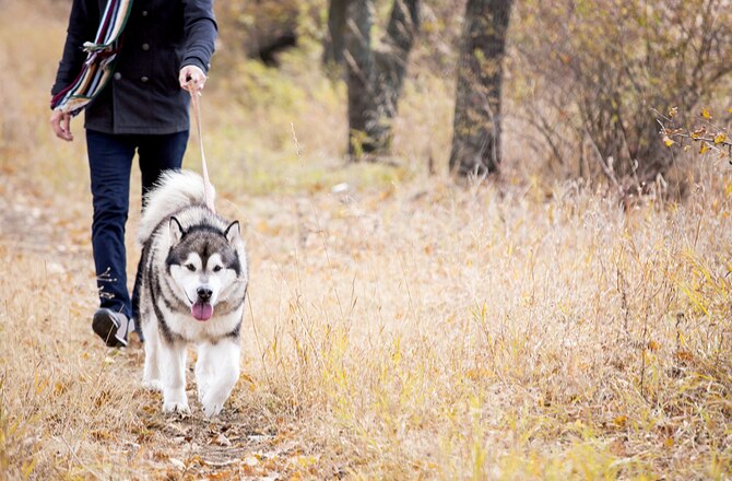 5 Common Back Problems in Dogs | PetMD