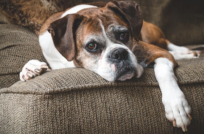 5 Common Back Problems in Dogs | PetMD