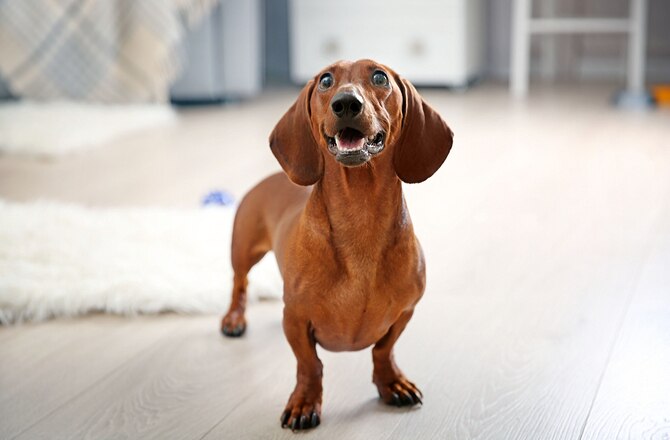 5 Common Back Problems in Dogs | PetMD