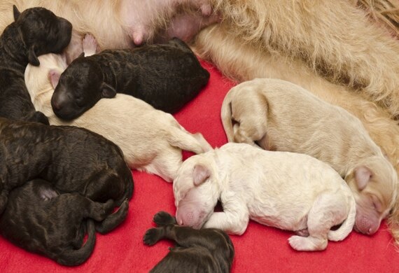 Dog Birthing Basics - Delivering Puppies Safely | PetMD