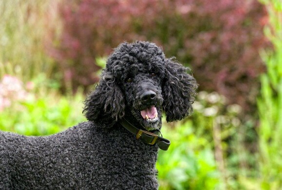 Are Poodle Skin Allergies Genetic