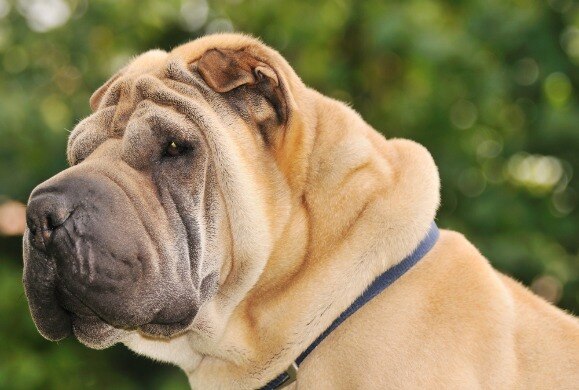 8 Breeds Prone to Skin Infections | PetMD