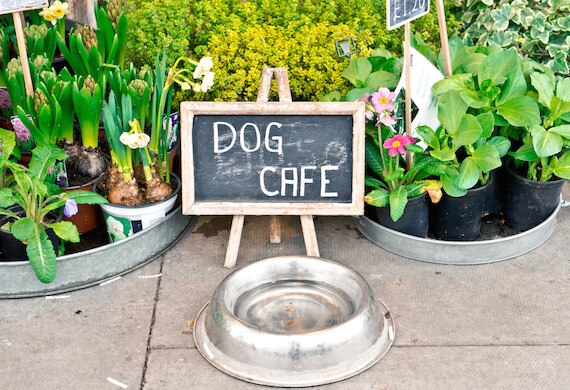 20 Spring Dangers That Can Affect Your Pet | PetMD