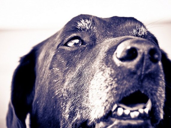 How to Keep Your Senior Dog from Destroying Your Home | PetMD