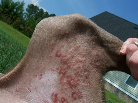 7 Common Bug Bites on Dogs and Cats | PetMD