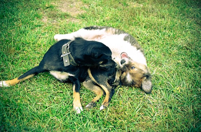 6 Common Mouth Conditions in Dogs | PetMD