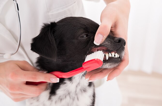 6 Common Mouth Conditions in Dogs | PetMD