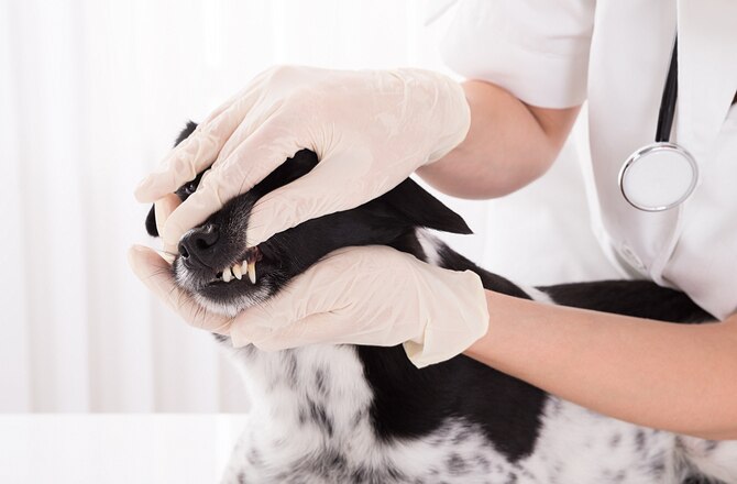 6 Common Mouth Conditions in Dogs | PetMD