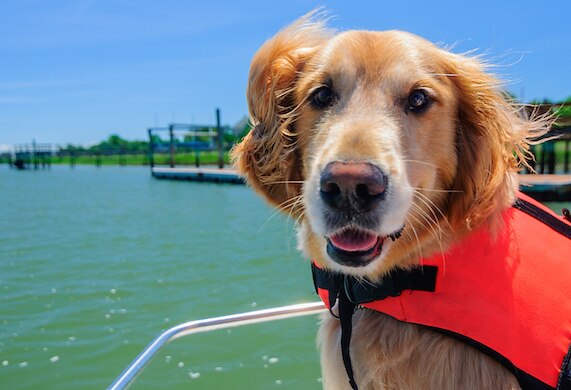 20 Spring Dangers That Can Affect Your Pet | PetMD