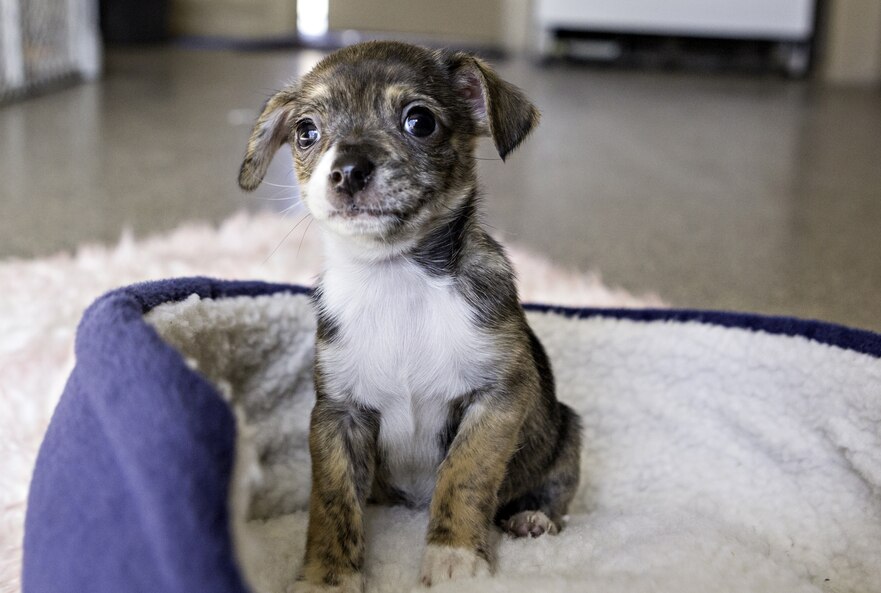 Reasons Your Dog Smells Bad | PetMD