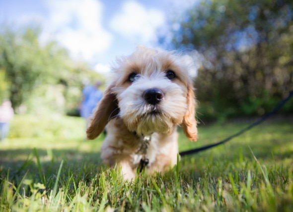 Research Shows Dogs Prefer Scent of Owners Above All Others | PetMD