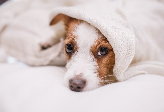 7 Things You Should NEVER Do to Your Dog | PetMD