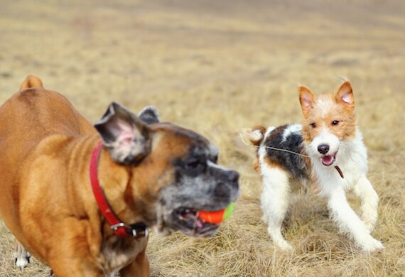 11 Ways You're Shortening Your Dog's Life | PetMD