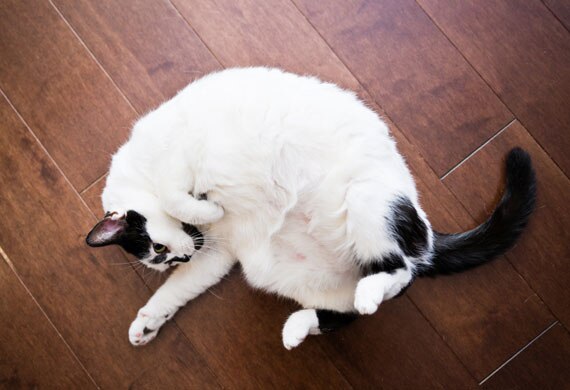 How to Read Cat Food Label | Choosing Best Cat Food & Ingredients | PetMD