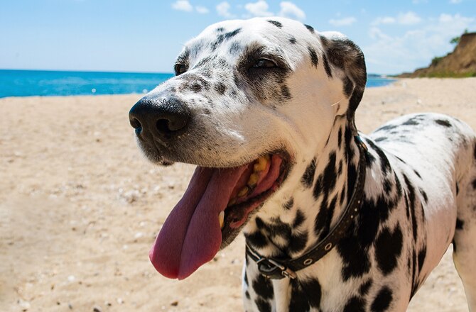 The 6 Most Common Genetic Disorders in Dogs | PetMD