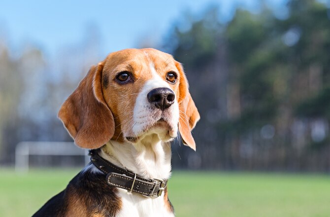 The 6 Most Common Genetic Disorders in Dogs | PetMD