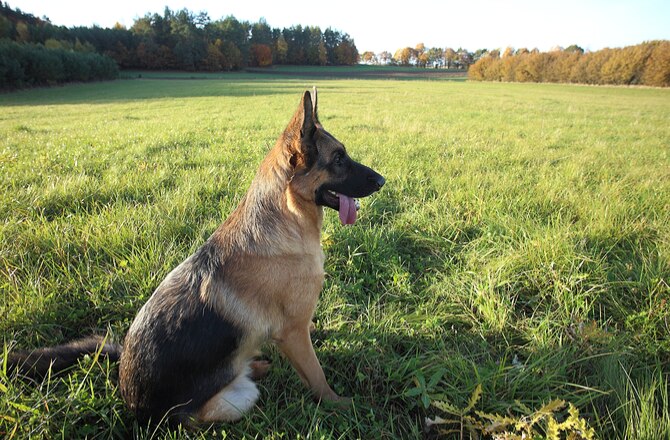 The 6 Most Common Genetic Disorders in Dogs | PetMD