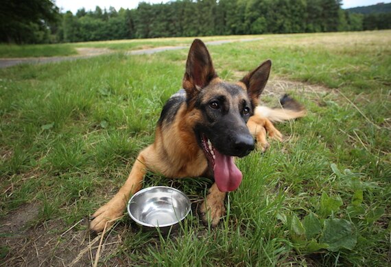 20 Spring Dangers That Can Affect Your Pet | PetMD