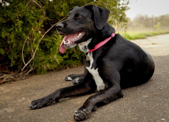 Congestive Heart Failure in Dogs | PetMD