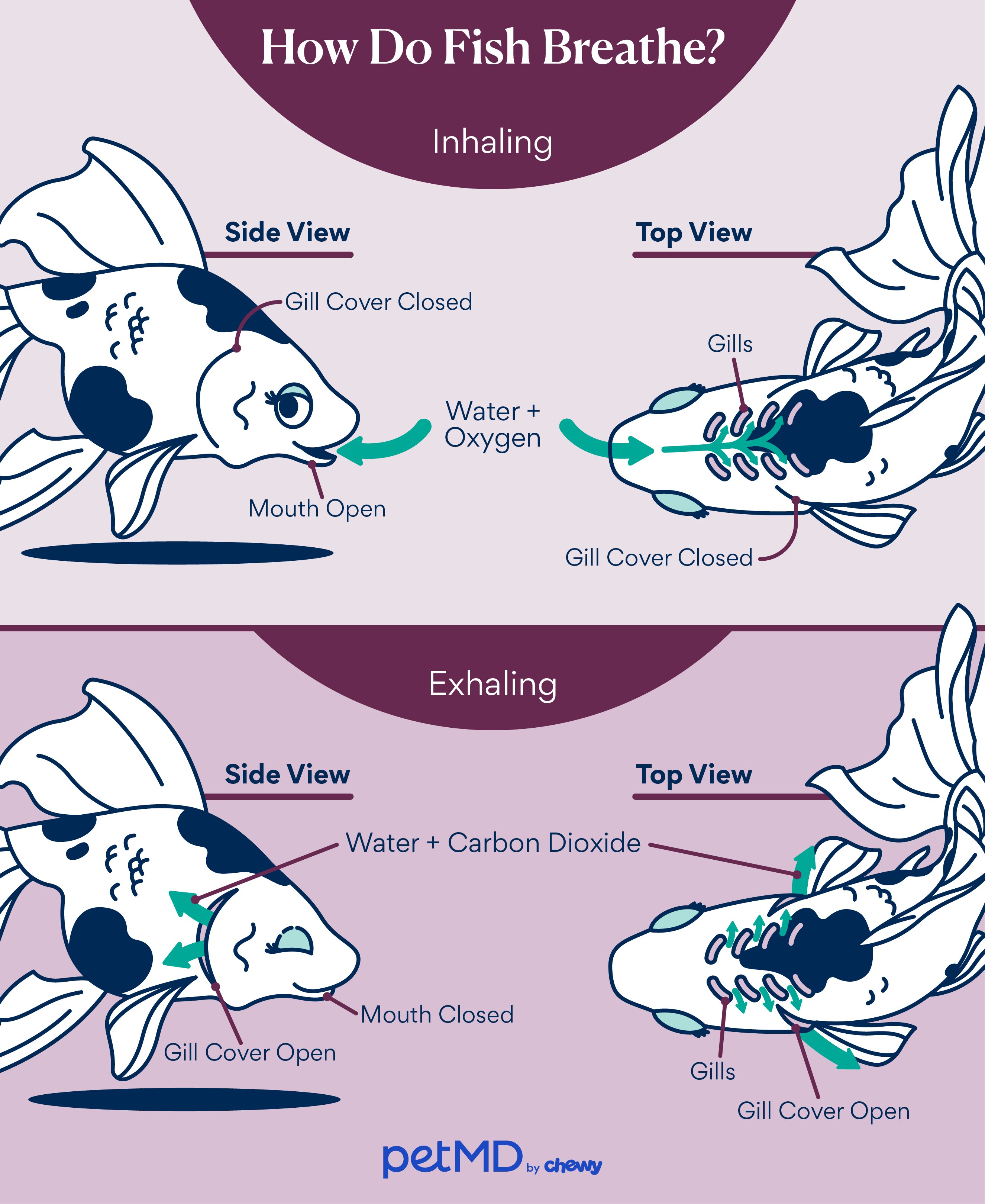 How Do Fish Breathe PetMD How Do Fish Breathe PetMD